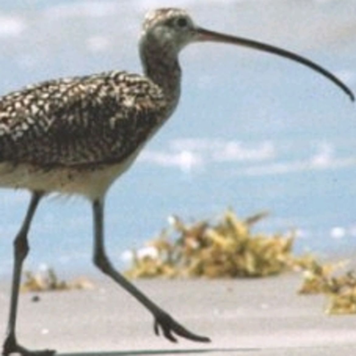 Catapult Community | The Story Of The Backward-Knee Bird